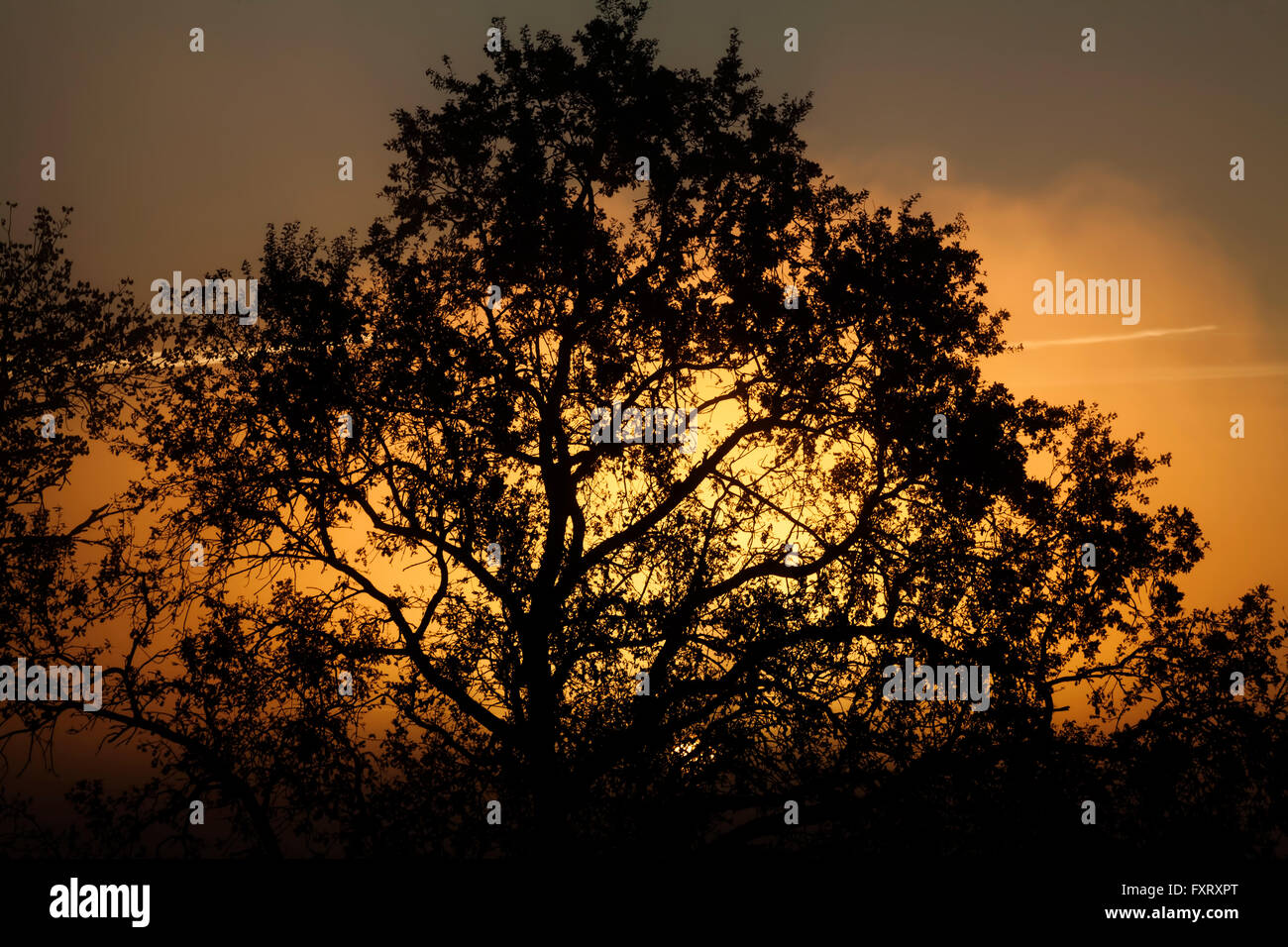 Rising tree silhouette hi-res stock photography and images - Alamy