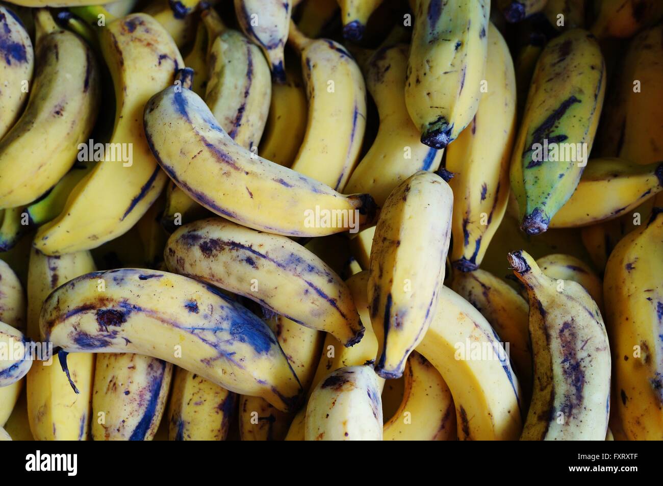 Small bananas at a fruit stand in Hawaii Stock Photo - Alamy