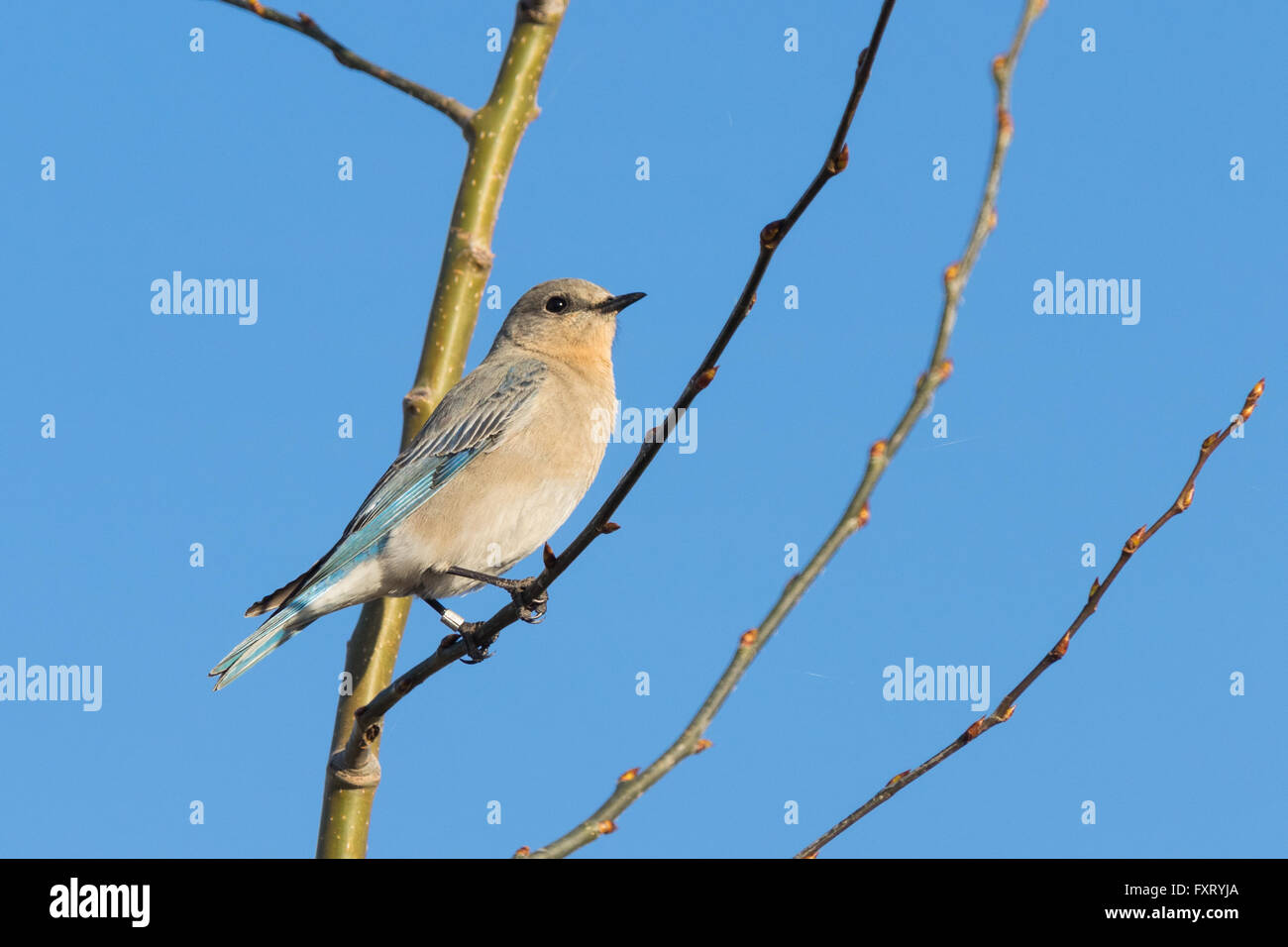 A female Mountain Bluebird perched in the branches of a tree at Francis ...
