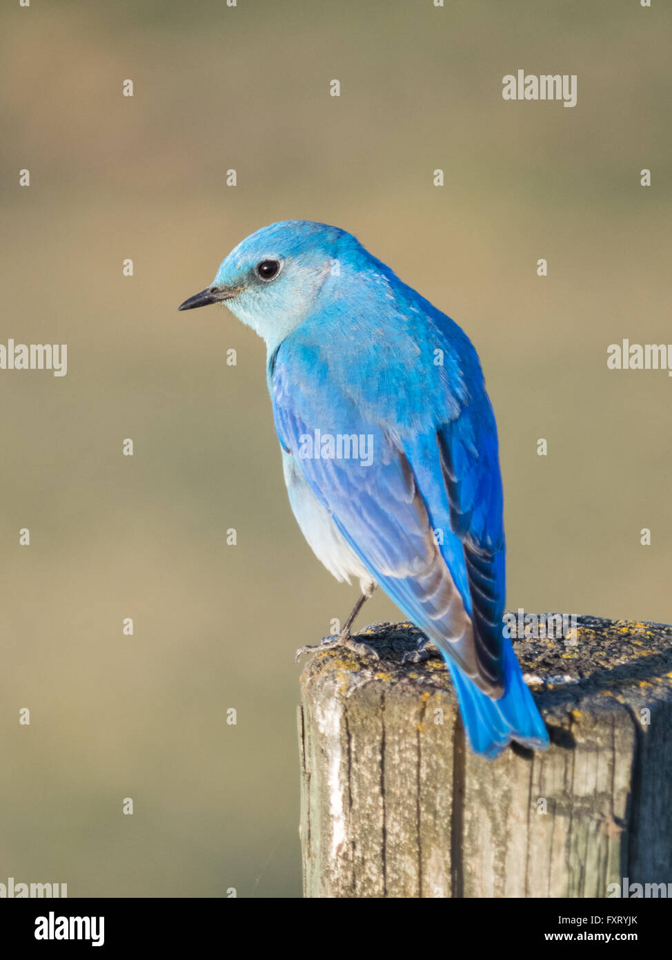 A male Mountain Bluebird (Sialia currucoides), perched on a fencepost ...