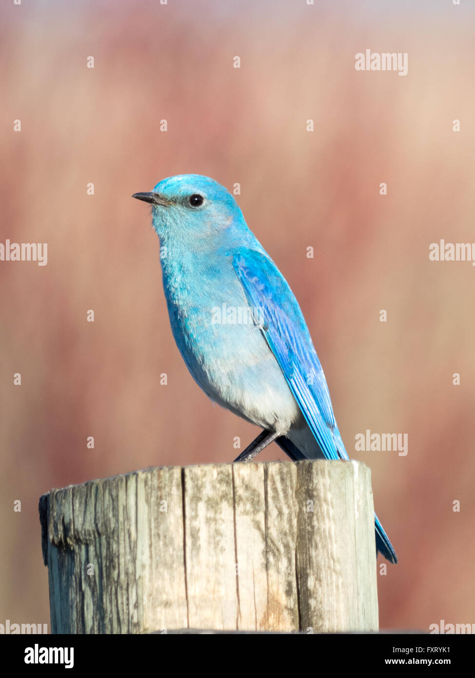 A male Mountain Bluebird (Sialia currucoides), perched on a fencepost ...