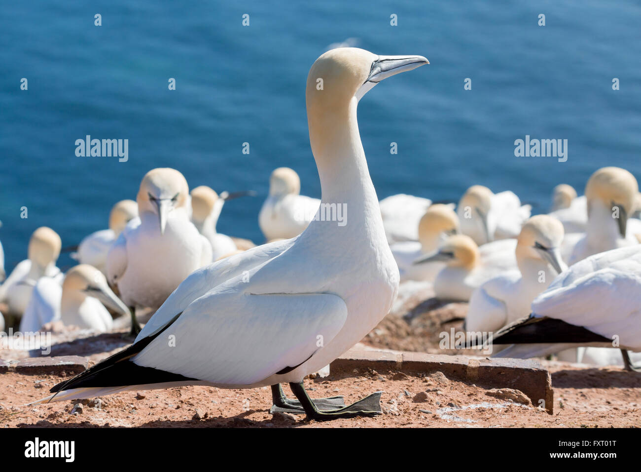 Northern gannet (Sula bassana), beautiful sea bird, sitting on the nest ...