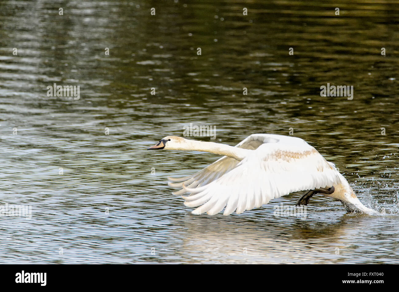 Mute swan taking flight Stock Photo - Alamy