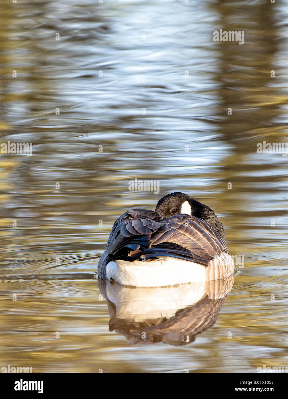 Canada Goose floating on a still lake Stock Photo - Alamy