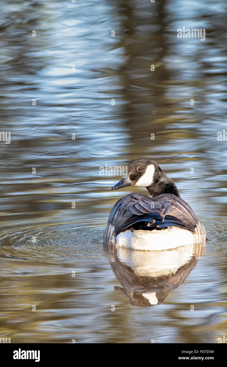 Goose floating hi-res stock photography and images - Alamy