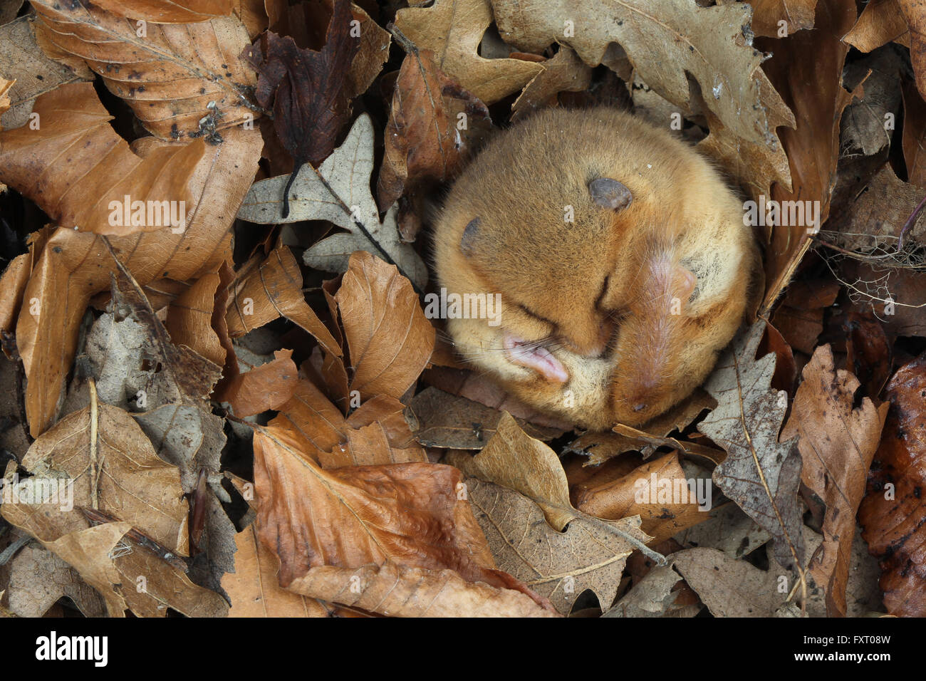 Dormouse sleeping in leaves - Hazel dormouse, Muscardinus avellanarius ...