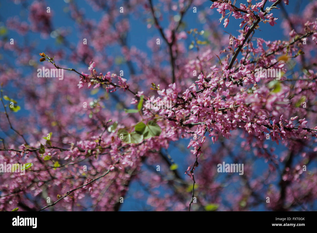 Lisbon nature hi-res stock photography and images - Alamy