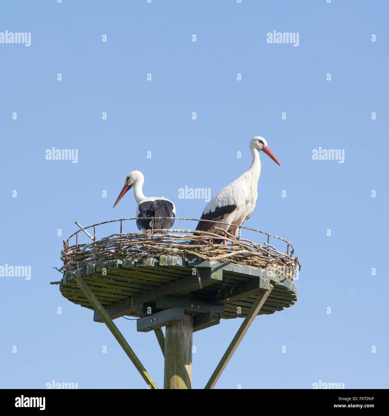 pair of storks on high nest against blue sky background Stock Photo - Alamy