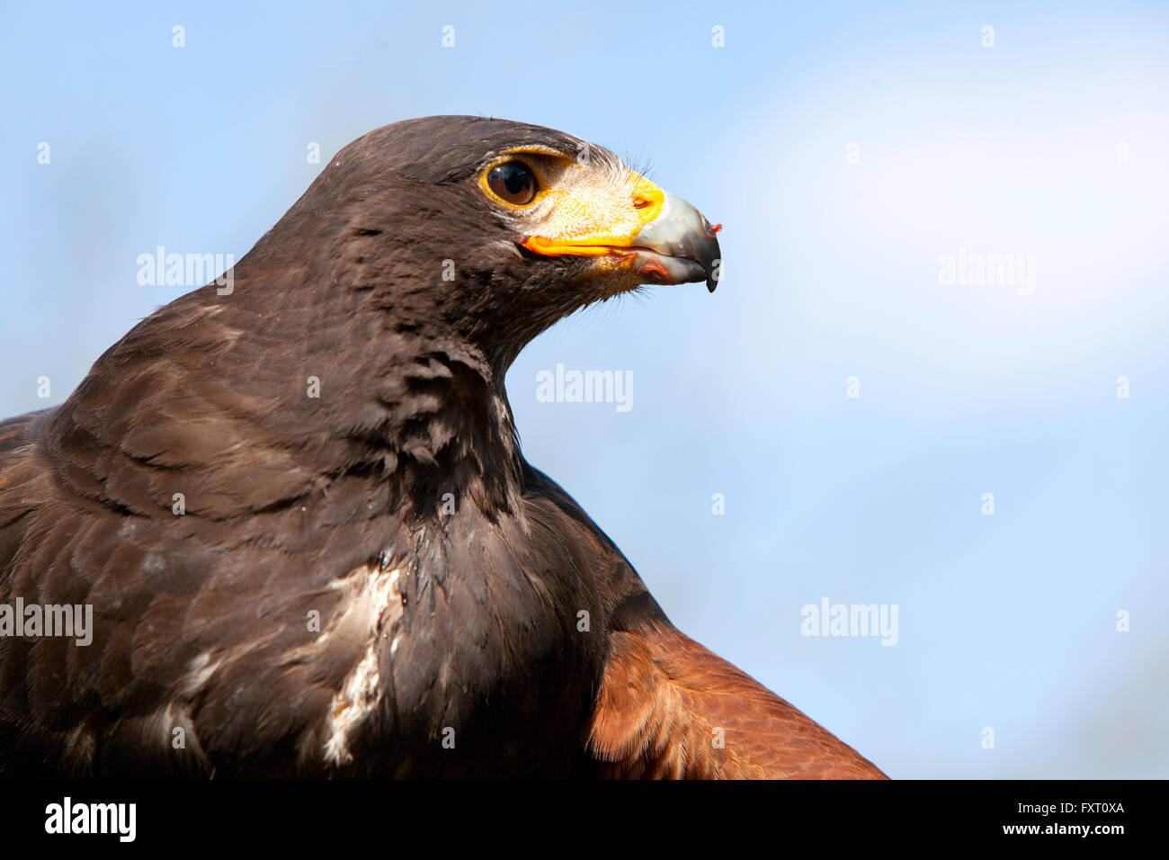 head of harris hawk with bloody meat on beak against blue sky Stock ...