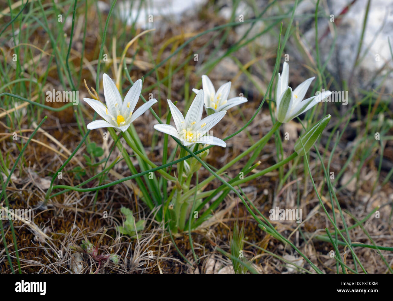 Star of bethlehem flower hi-res stock photography and images - Alamy