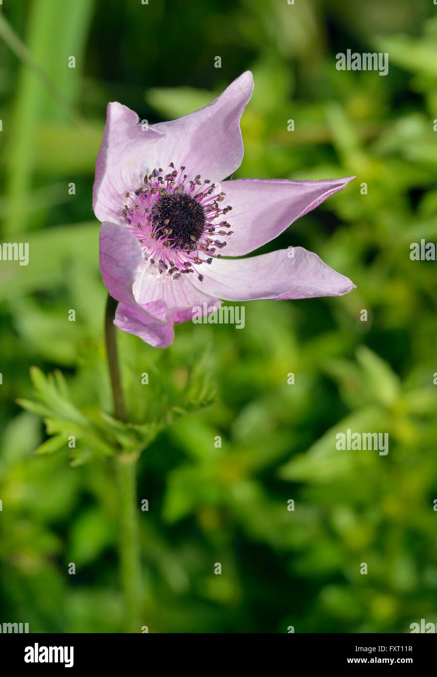 Crown Anemone - Anemone coronaria Wild Flower from Cyprus Stock Photo ...