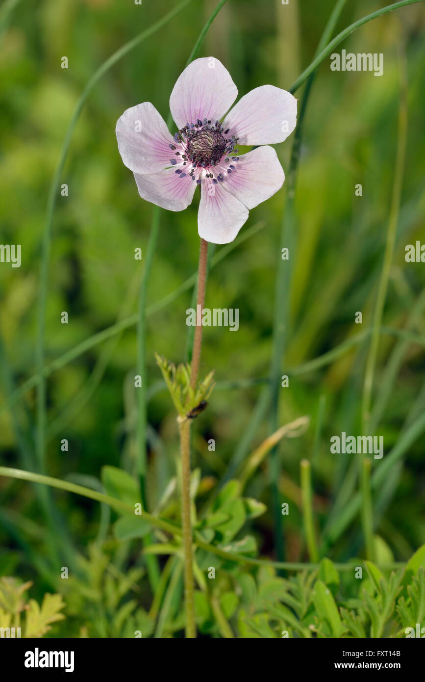 Crown Anemone - Anemone coronaria Wild Flower from Cyprus Stock Photo ...