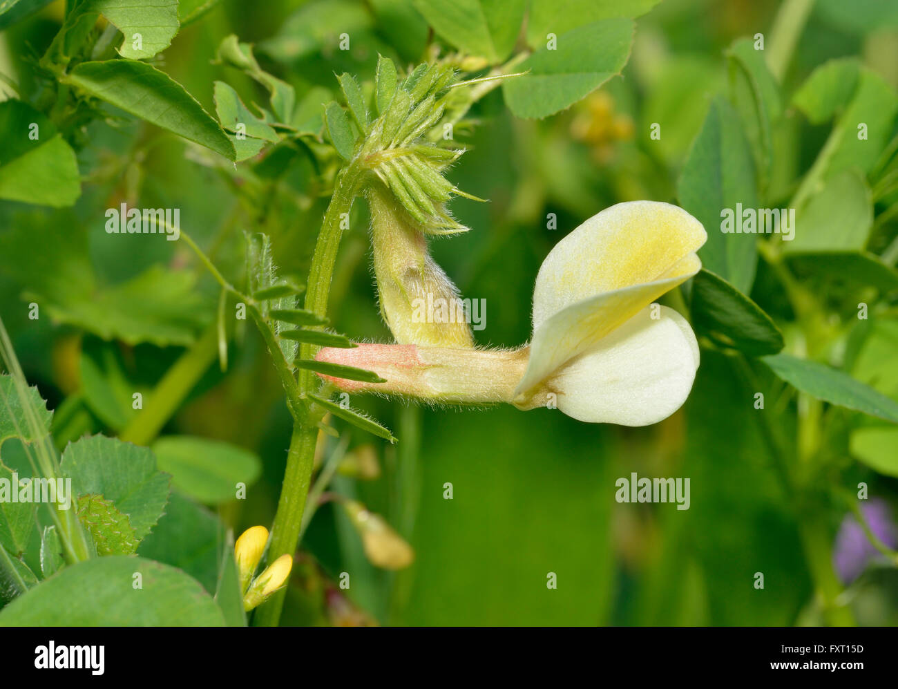 Hairy Yellow Vetch - Vicia hybrida Climbing Flower from Cyprus Stock ...