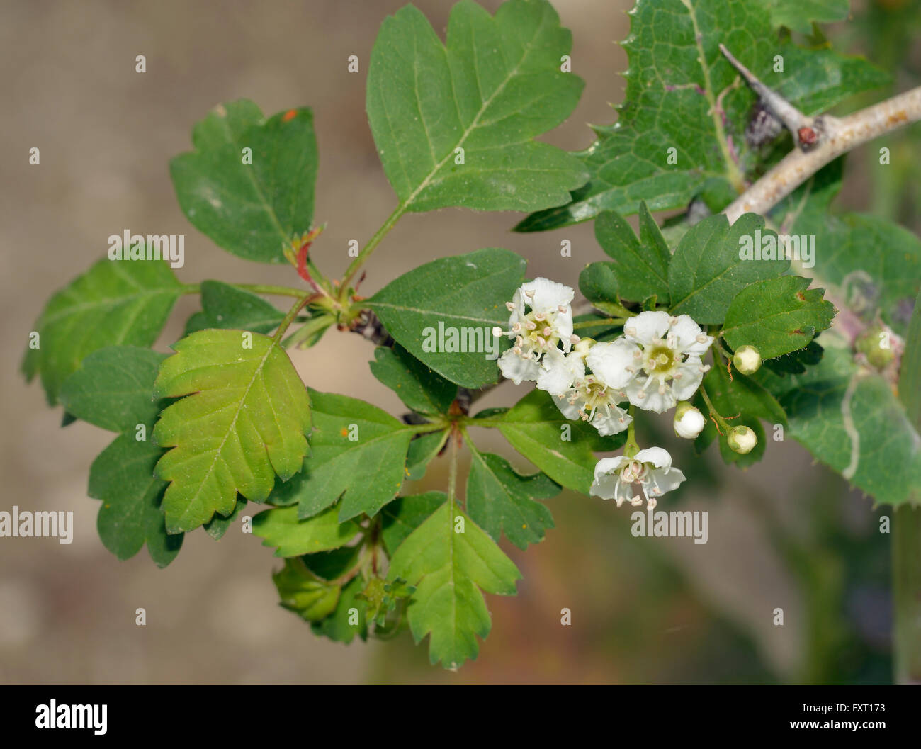 Crataegus azarolus hi-res stock photography and images - Alamy