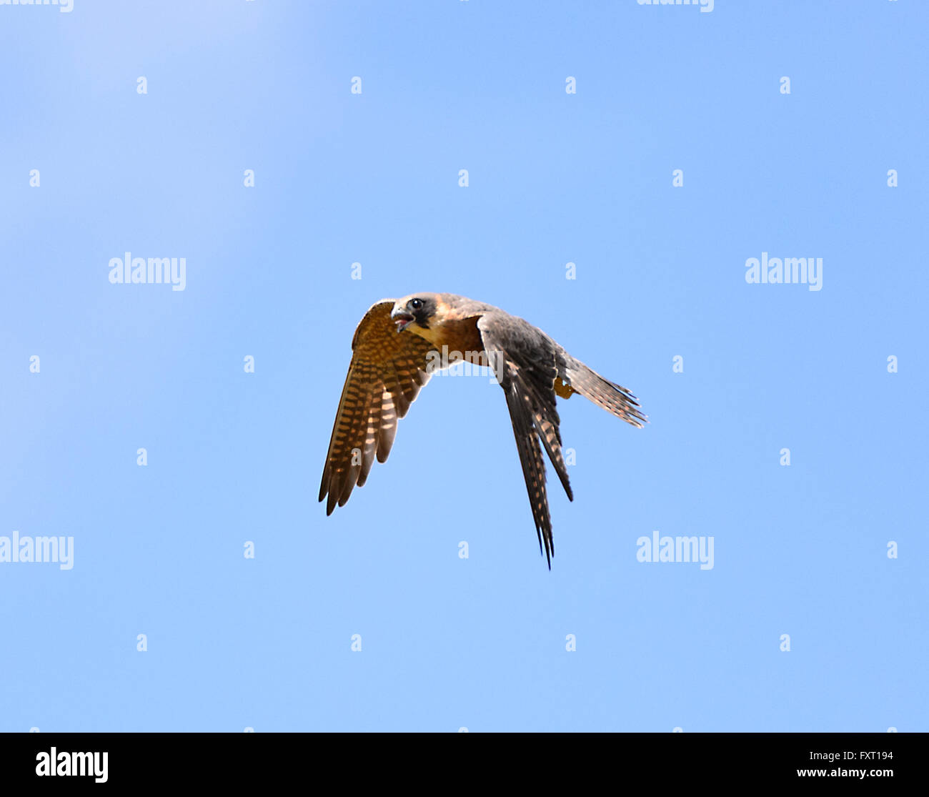 Hobby flight bird hi-res stock photography and images - Alamy