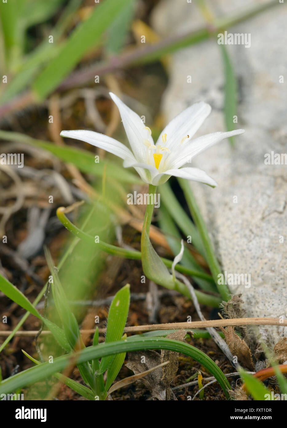 Ornithogalum pedicellare A Star of Bethlehem flower from Cyprus Stock ...
