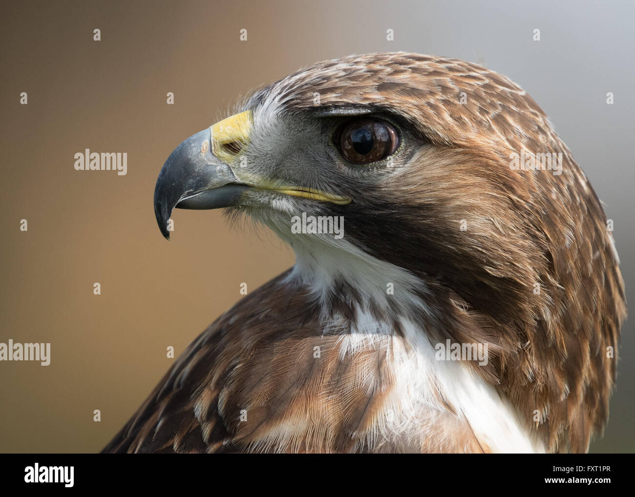 Red Tailed Hawk, Kite headshot with brown background Stock Photo - Alamy