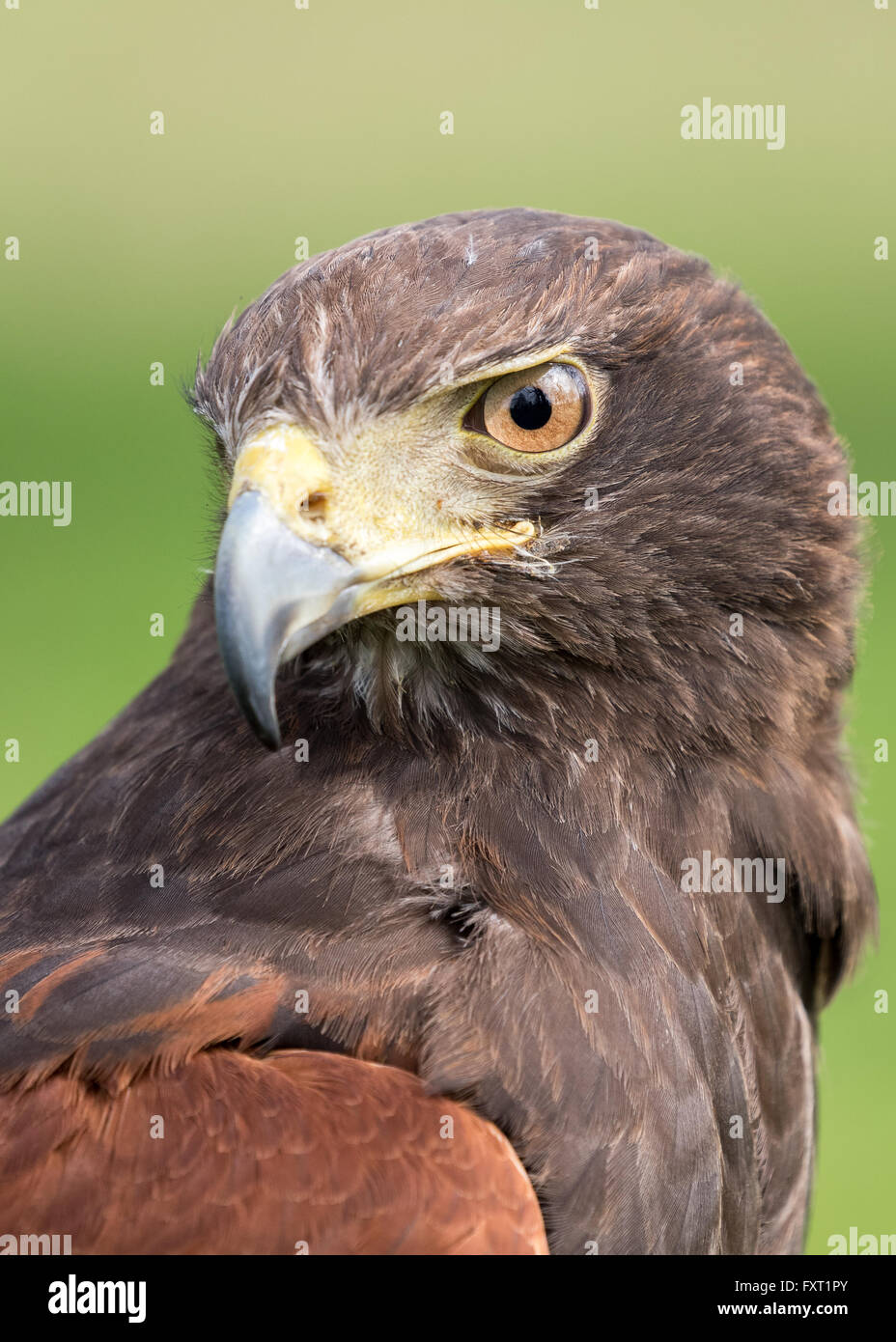 Harris Hawk headshot with green background Stock Photo - Alamy