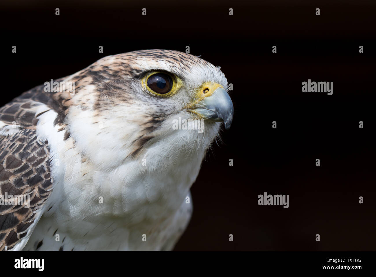 Saker Falcon headshot with a black background Stock Photo - Alamy
