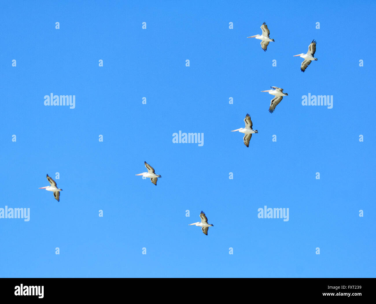 Australian Cockatoo Flock