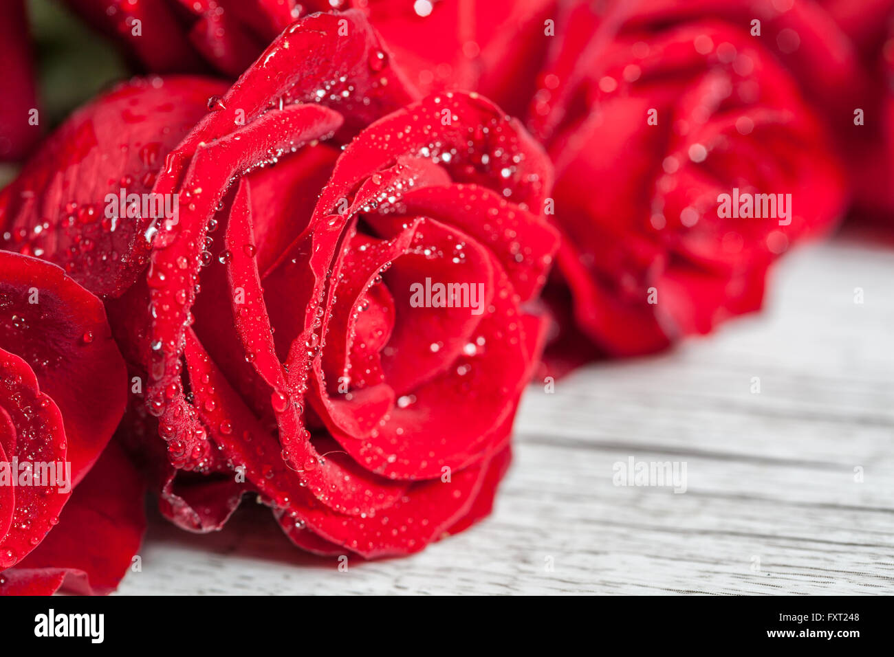 Red rose with water droplets extreme closeup. Shallow depth of field ...