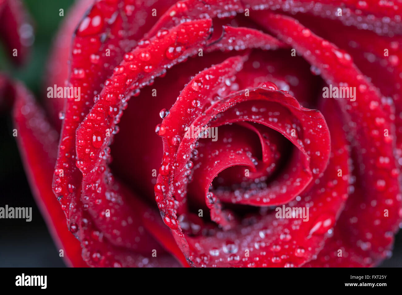 Red rose with dew drops hi-res stock photography and images - Alamy