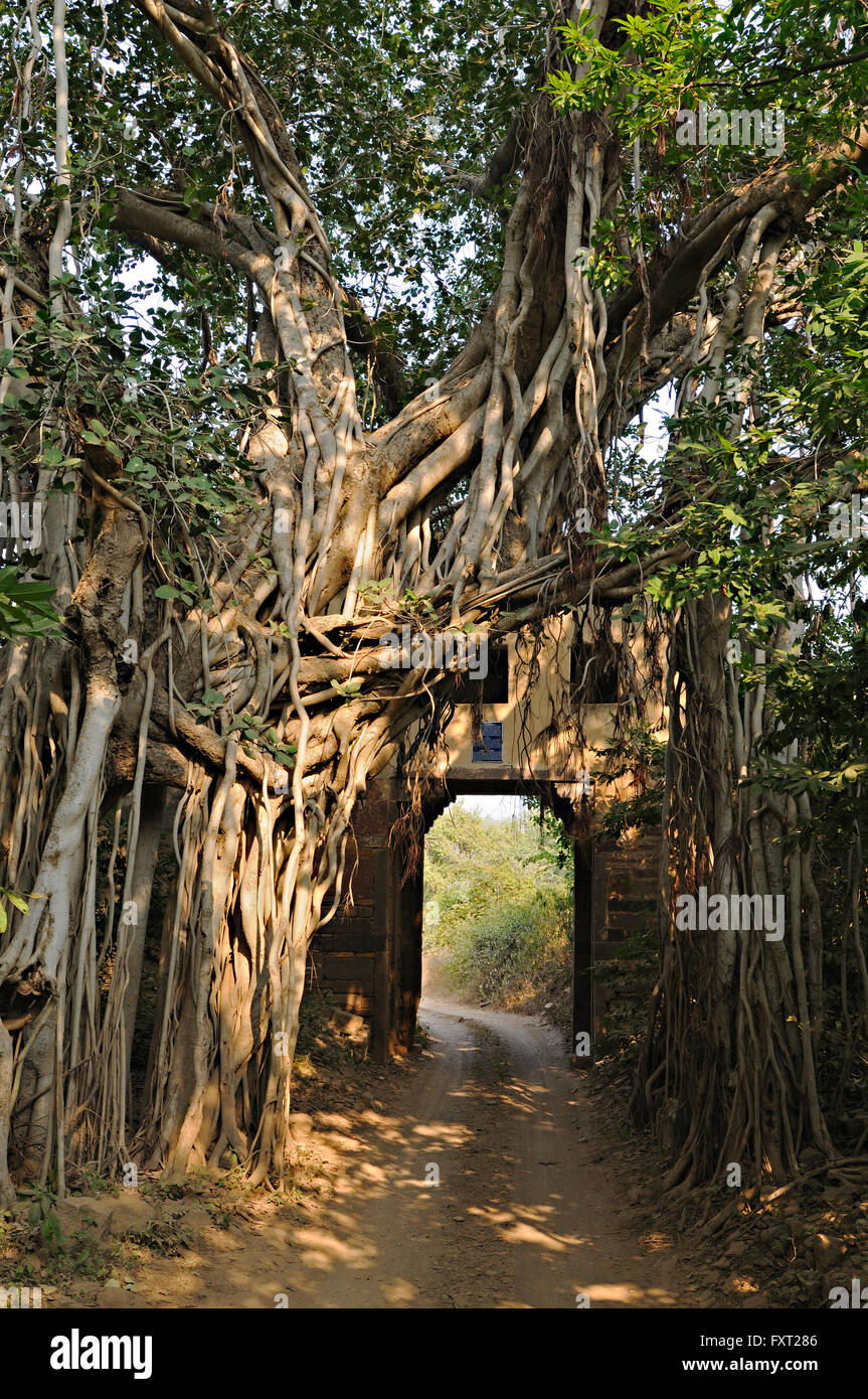 Forest track leading through an ancient gate with Banyan tree (Ficus ...