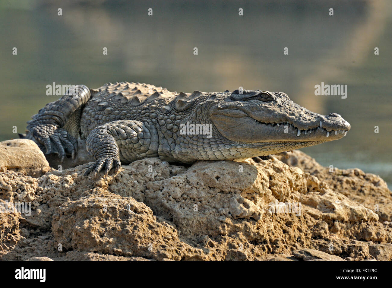 Mugger Crocodile or Indian Marsh Crocodile (Crocodylus palustris ...
