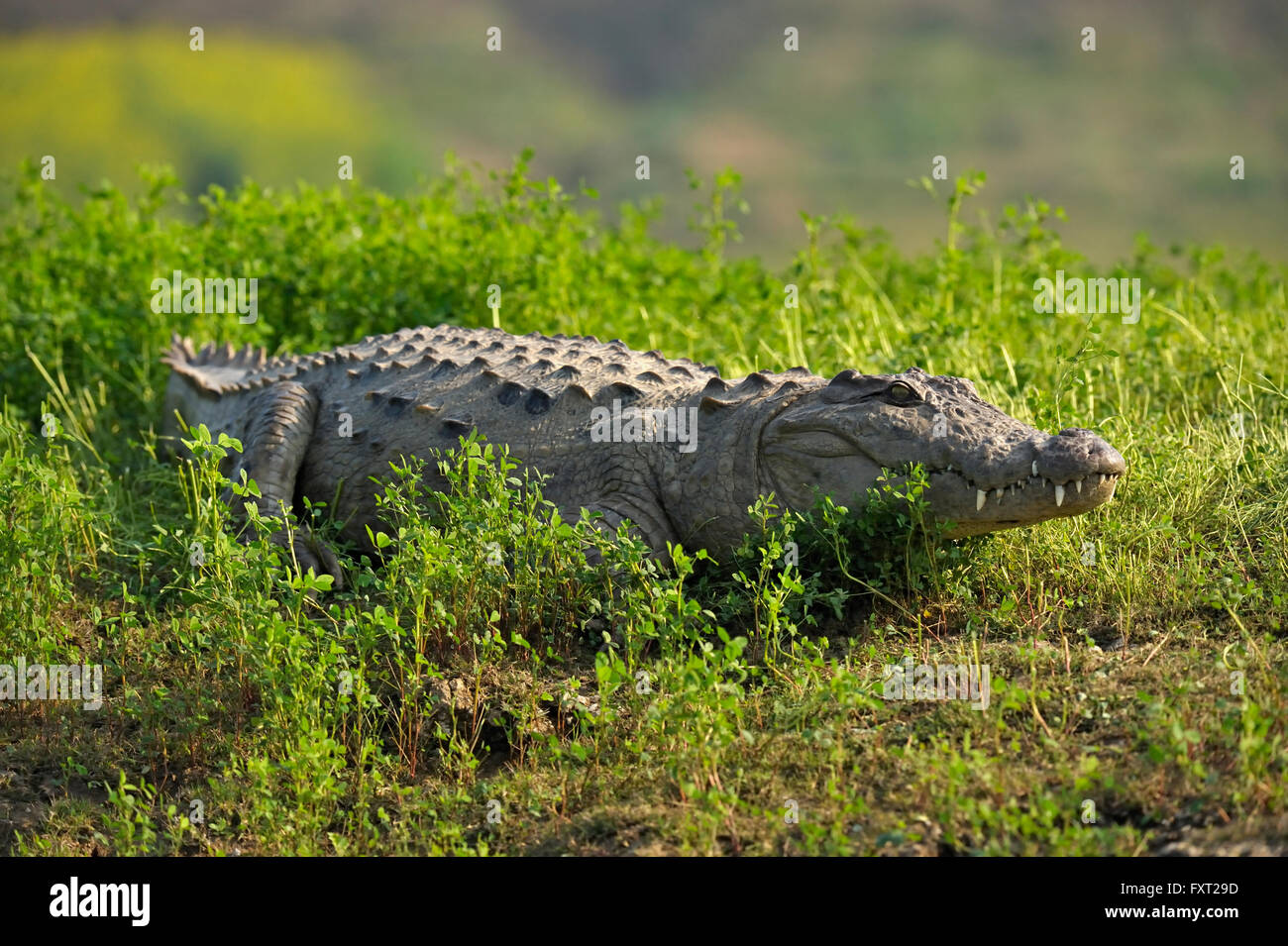 Mugger Crocodile or Indian Marsh Crocodile (Crocodylus palustris ...