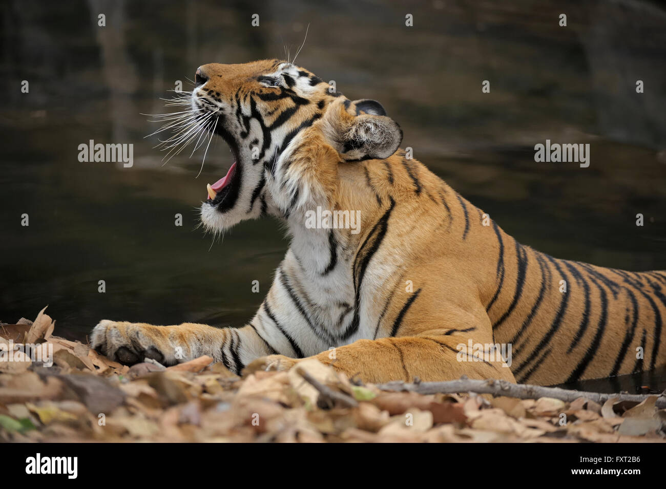 Bengal or Indian tiger (Panthera tigris tigris), tigress resting and ...