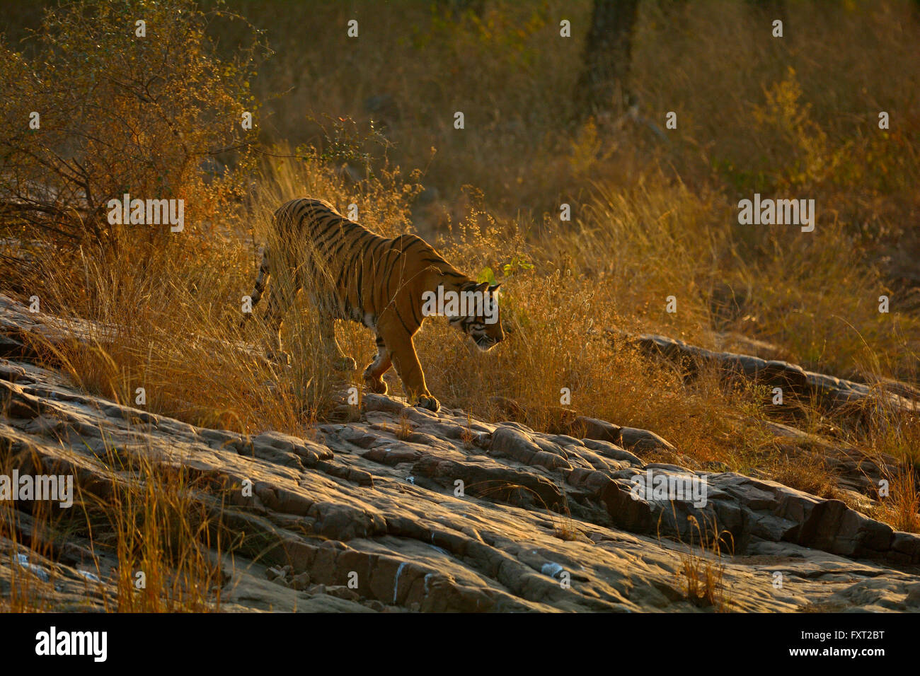 Bengal or Indian tiger (Panthera tigris tigris), backlit, Ranthambhore ...