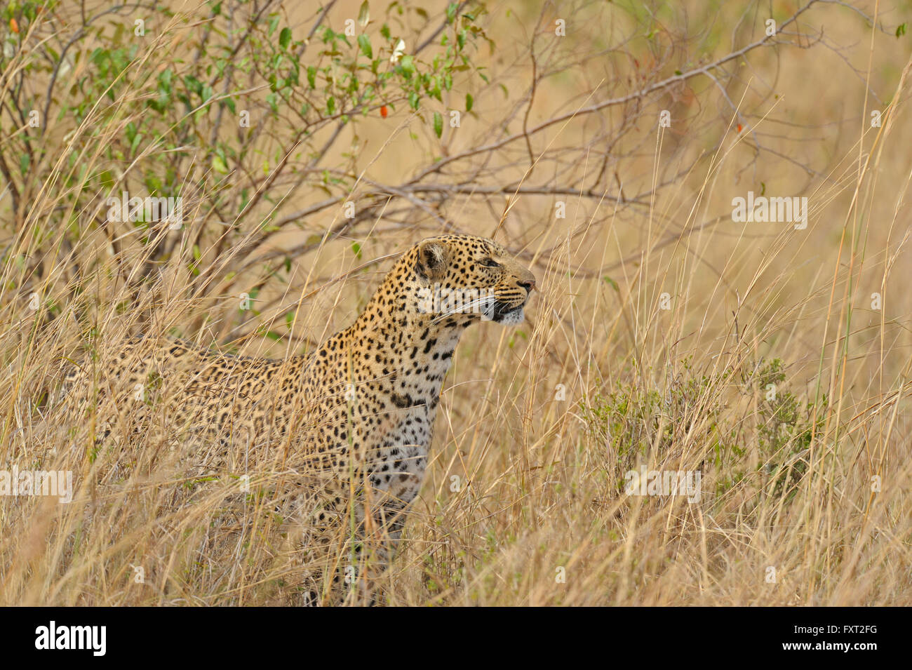 African Leopard (Panthera pardus pardus) in the grasslands, Masai Mara ...
