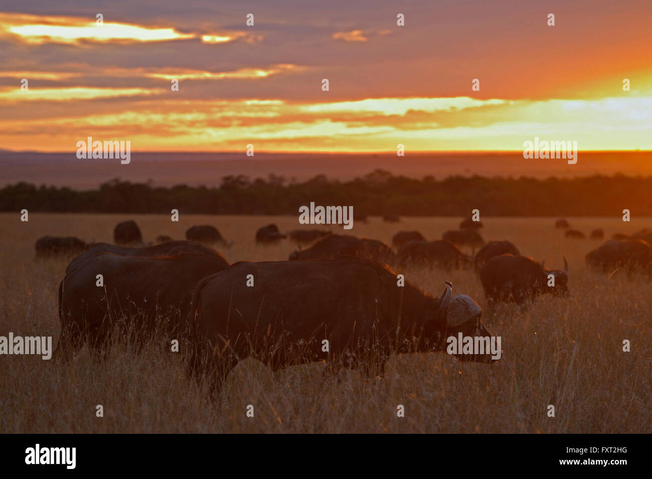 Buffalo sunrise hi-res stock photography and images - Alamy
