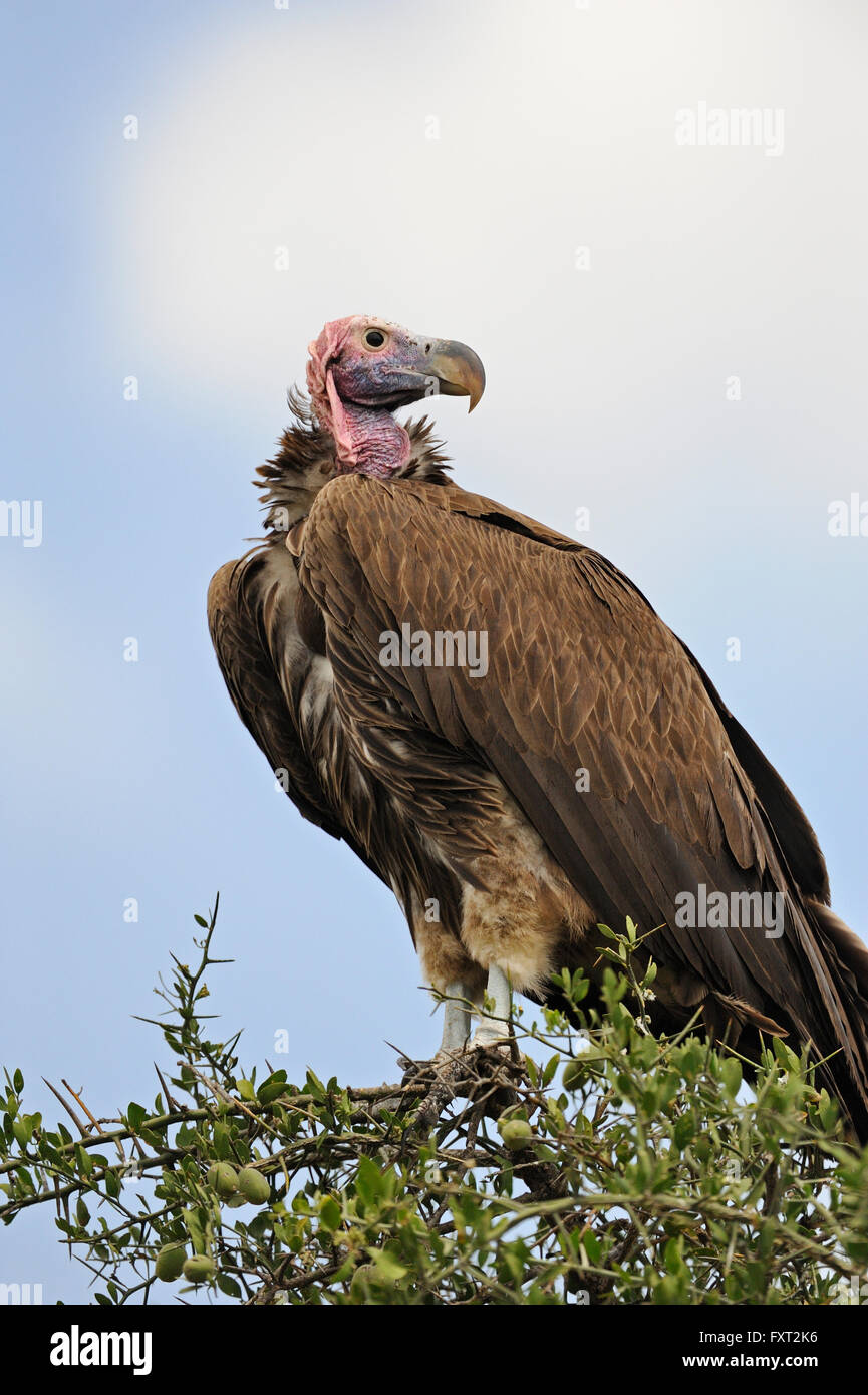 Torgos tracheliotos masai mara hi-res stock photography and images - Alamy