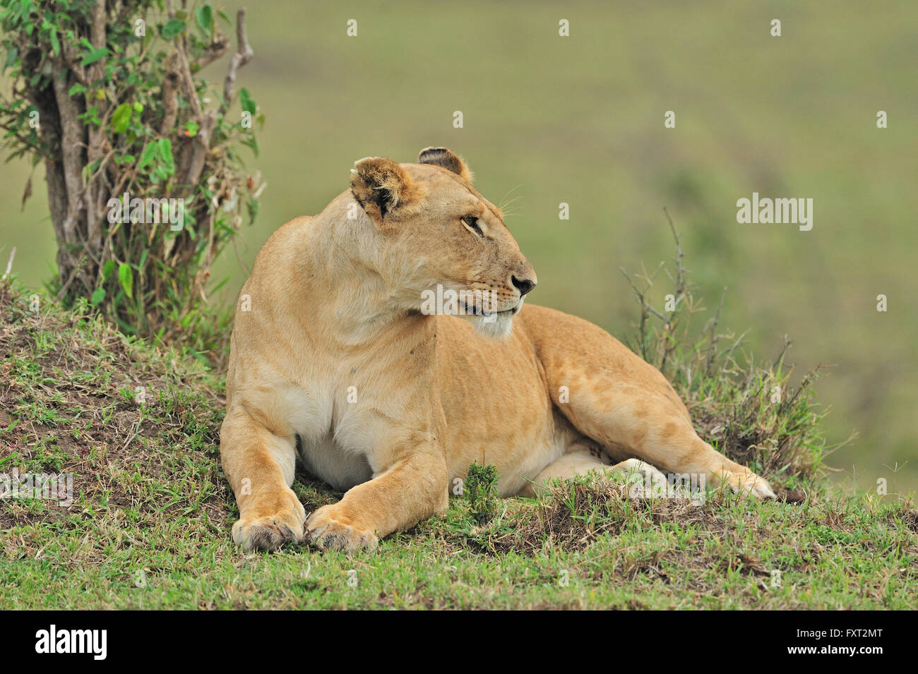 Lioness (Panthera leo), Marsh Pride, Masai Mara National Reserve, Kenya ...