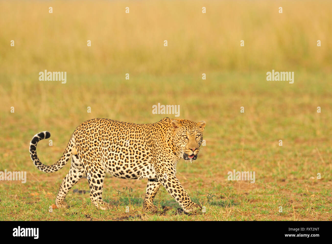 African Leopard (Panthera pardus pardus) in the grasslands, Masai Mara ...