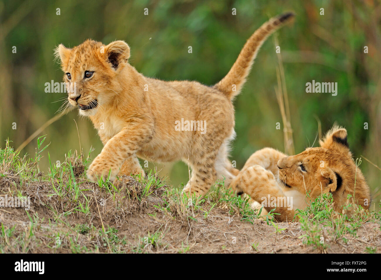 Lions (Panthera leo), playful cubs, Masai Mara National Reserve, Kenya ...