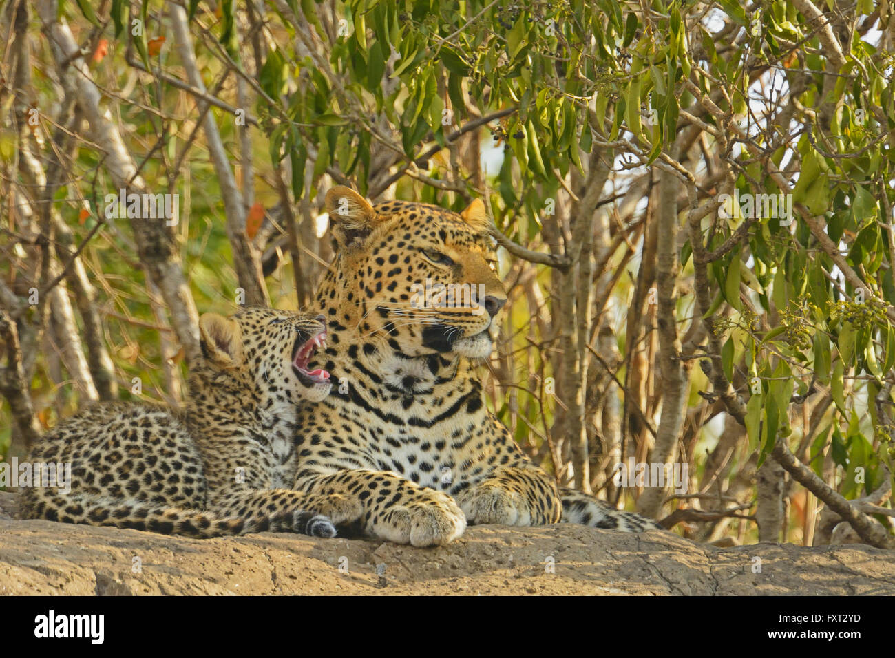 African leopard cub hi-res stock photography and images - Alamy