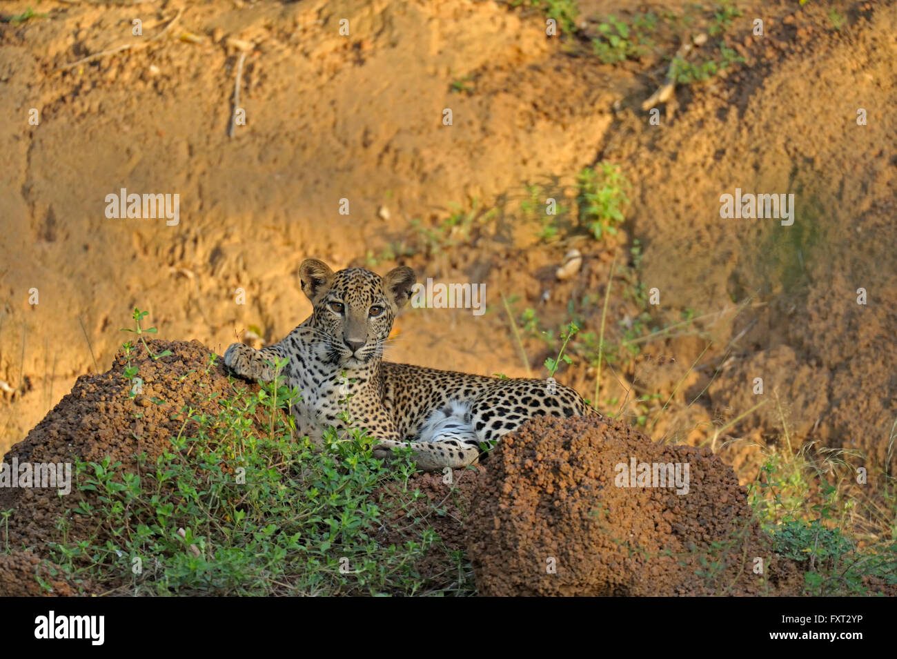 Sri Lankan Leopard (Panthera pardus kotiya, Ceylon-Leopard) on a rock ...