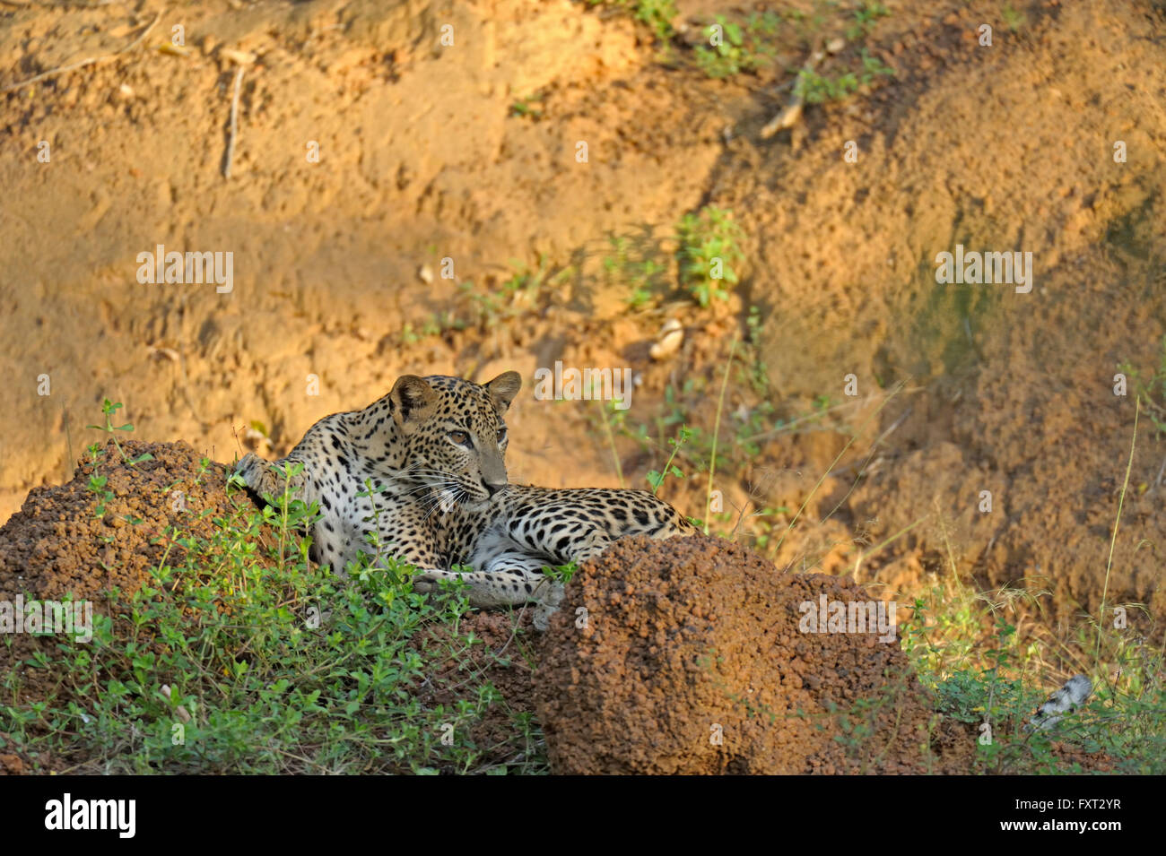 Sri Lankan Leopard (Panthera pardus kotiya, Ceylon-Leopard) on a rock ...
