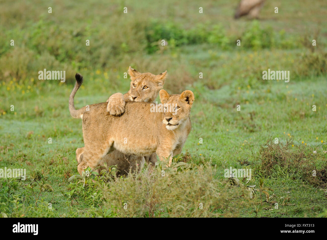 Lions (Panthera leo), cubs, Ndutu, Ngorongoro Conservation Area ...