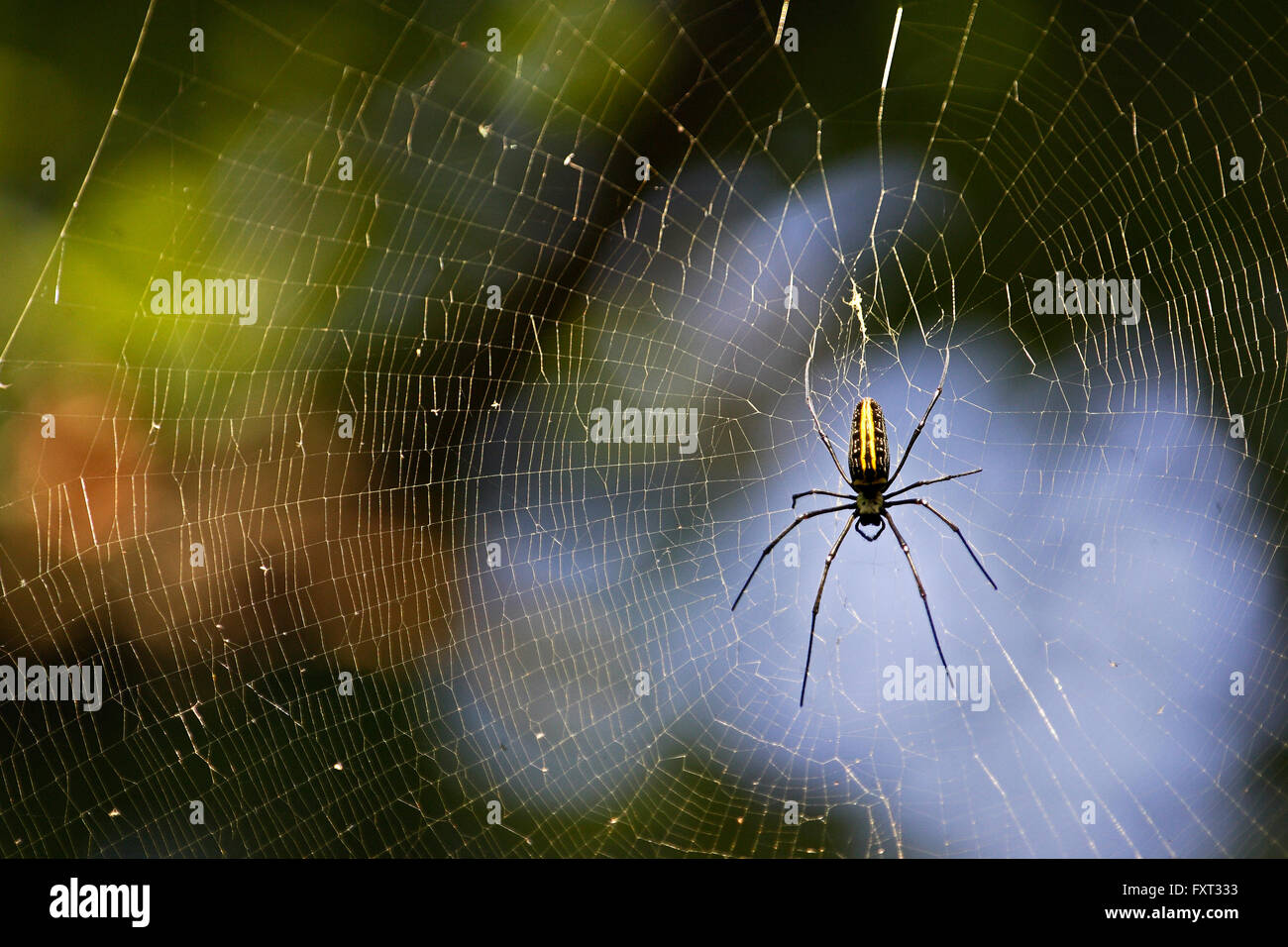 Giant Wood Spider (Nephila maculata), female in her web, Dudhwa ...