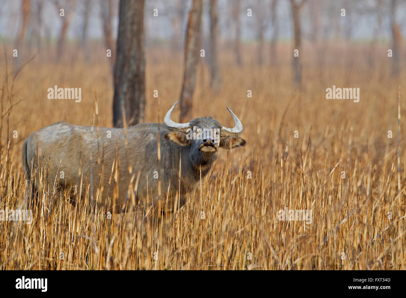Buffalo grasslands High Resolution Stock Photography and Images - Alamy