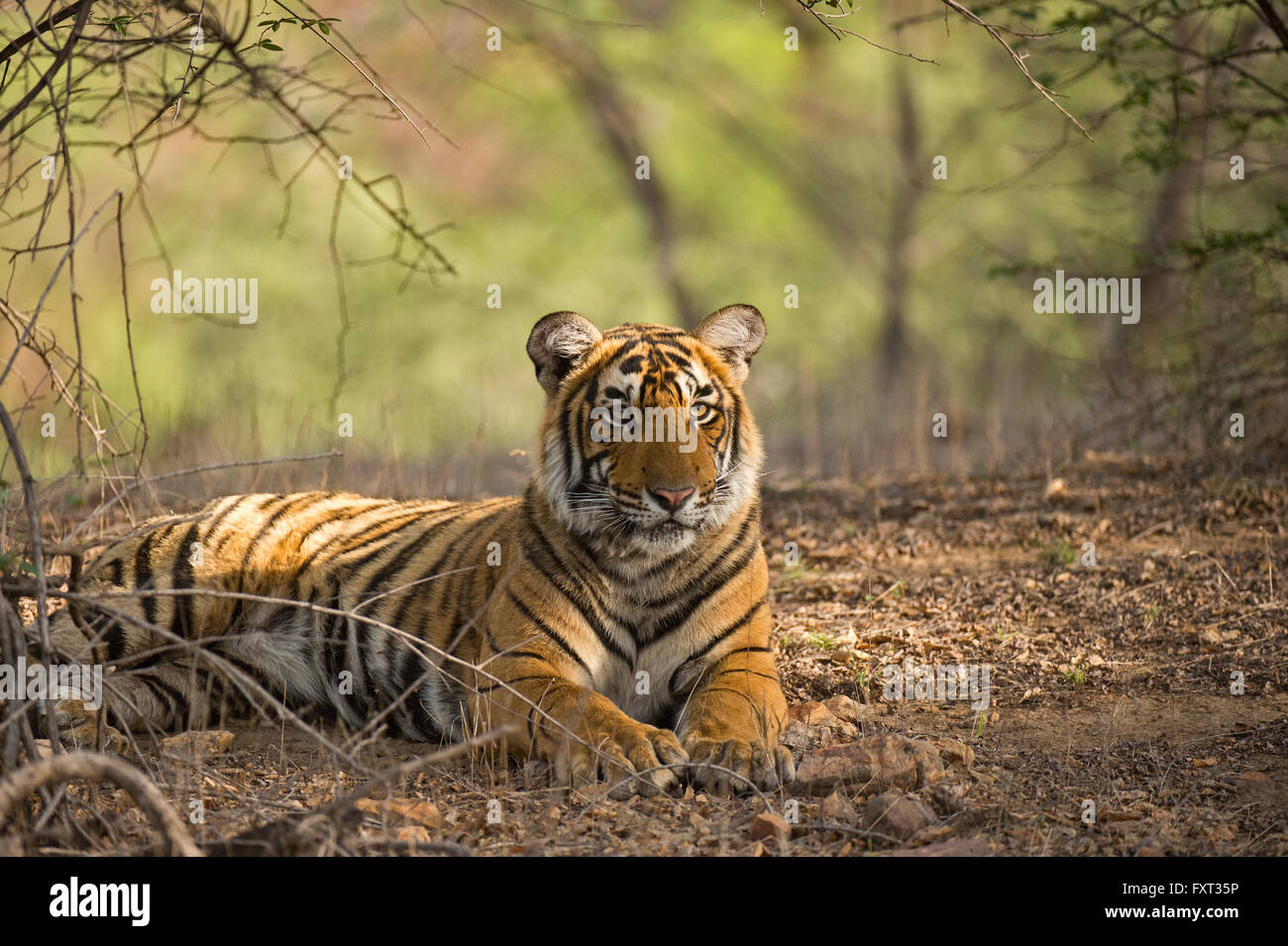 Bengal or Indian Tiger (Panthera tigris tigris), subadult, Ranthambhore ...
