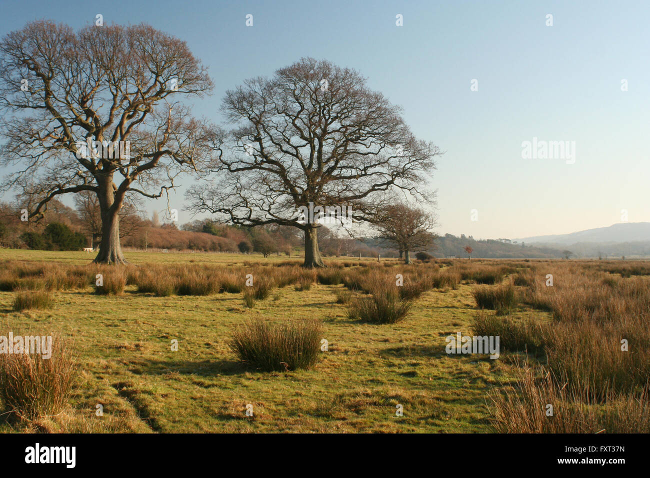 Swamp pictures hi-res stock photography and images - Alamy