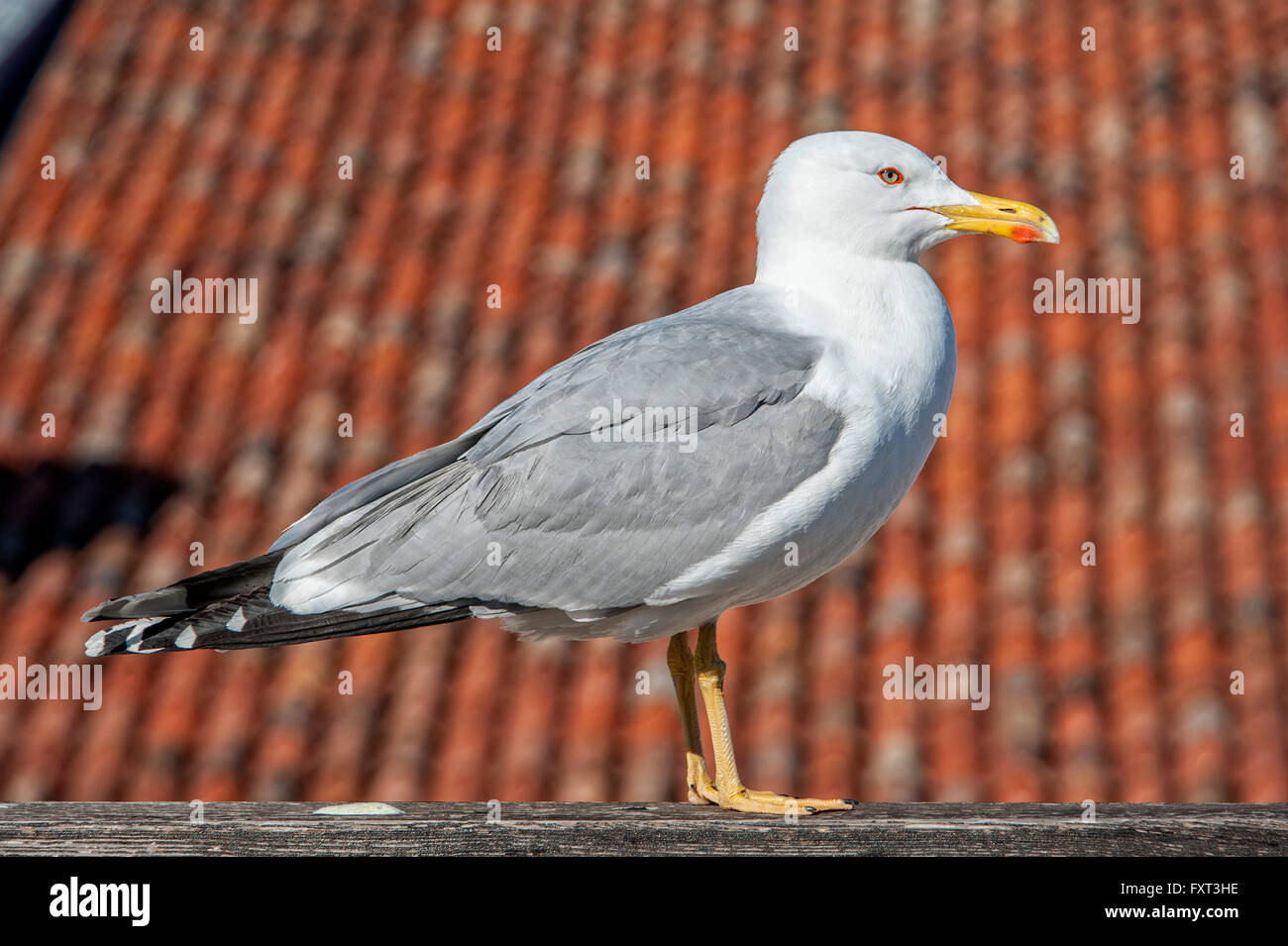 Side view of seagull hi-res stock photography and images - Alamy