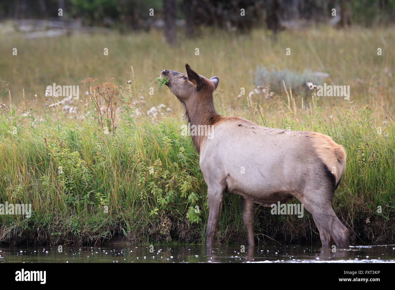 Alces wapiti cervus canadensis hi-res stock photography and images - Alamy