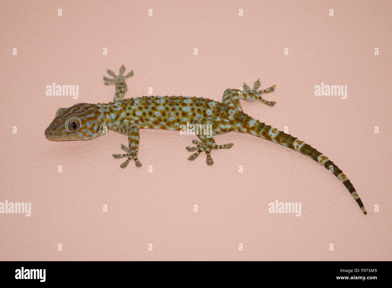 gecko on the wall Stock Photo - Alamy