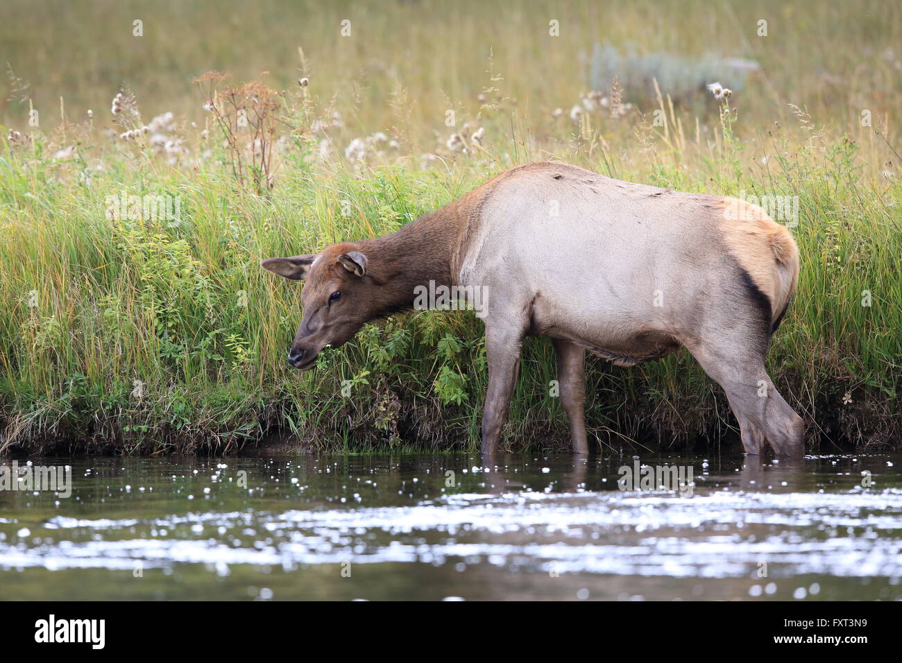 Alces wapiti cervus canadensis hi-res stock photography and images - Alamy