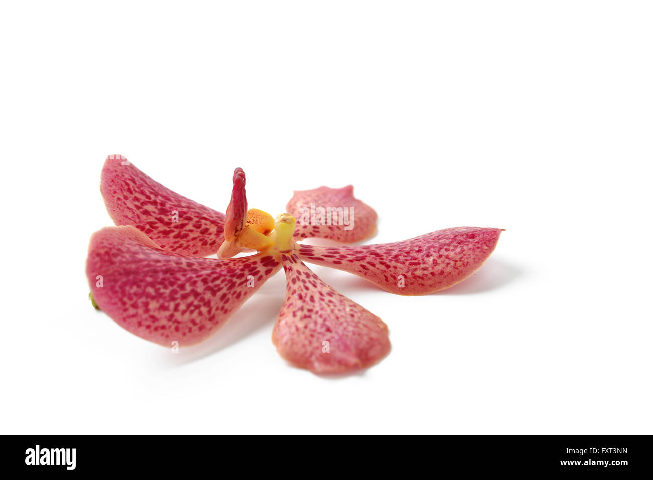 Purple flower orchid in Cut Out Stock Images & Pictures - Alamy